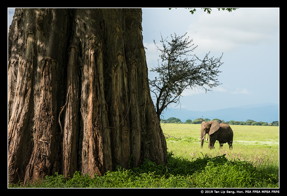Baobab Tree With Elephant – lipseng's Photo Art Gallery