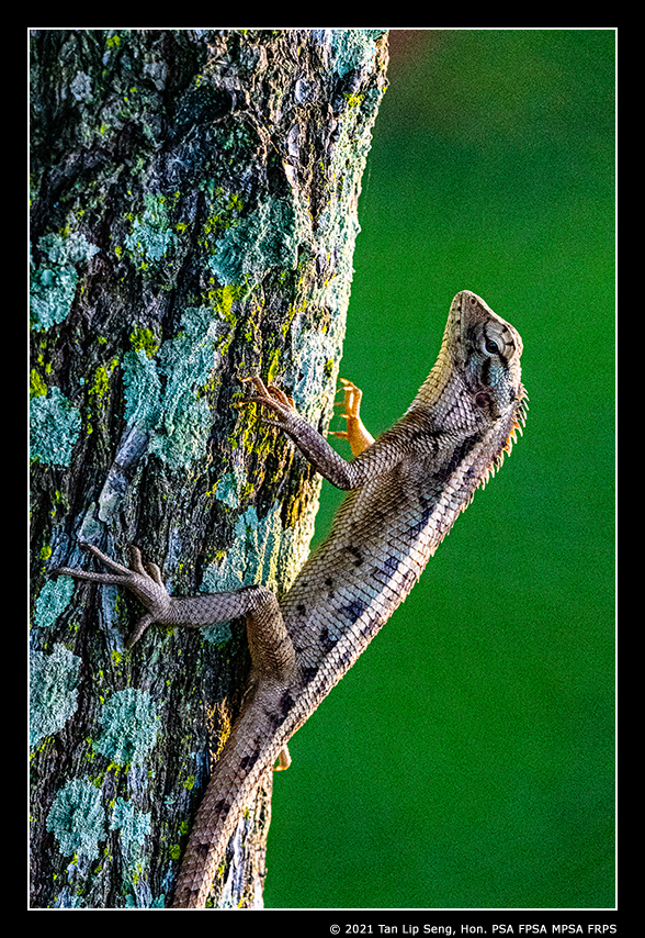 Climbing Chameleon – lipseng's Photo Art Gallery